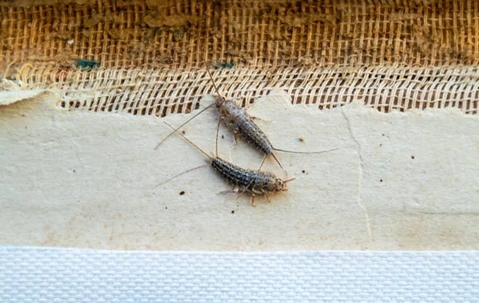 Who Are The Occasional Pest Invaders In NY?