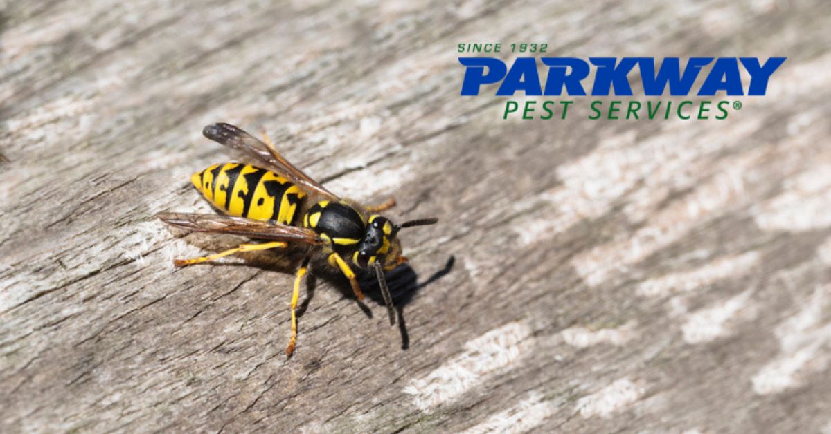 Seasonal Yellow Jacket Activity: When to Be on Alert