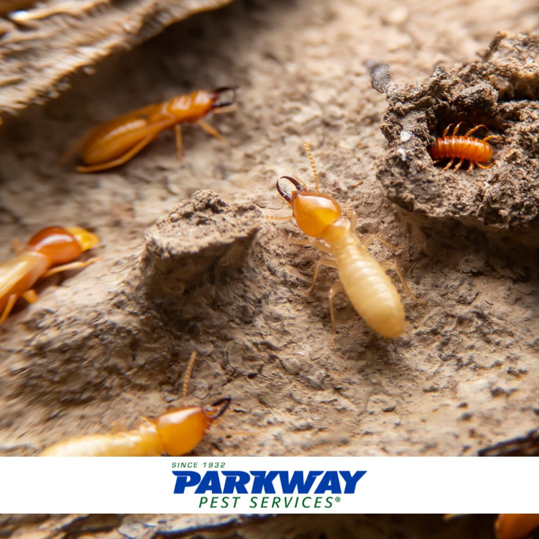 What Brings Termites into Your Home?