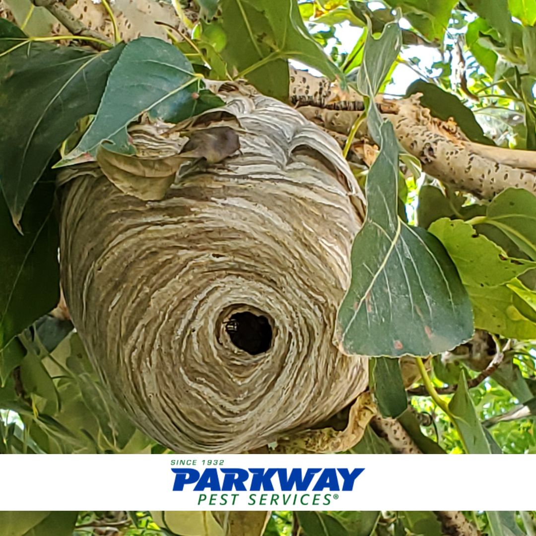 Managing Bee and Wasp Populations Around Your Home