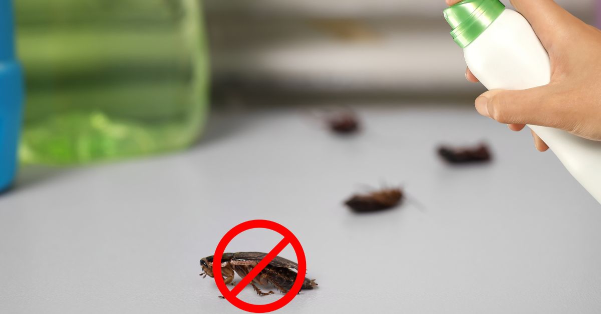 The Hidden Dangers of DIY Pest Control