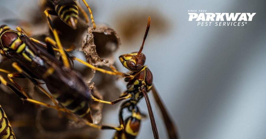 Why Are Yellowjackets So Aggressive in the Fall?