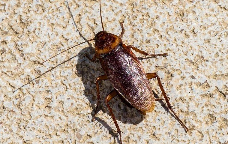 Long Island's Quick Guide To Cockroach Prevention