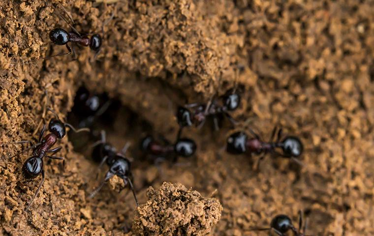 How To Identify And Get Rid Of An Ant Infestation In Your Westchester ...