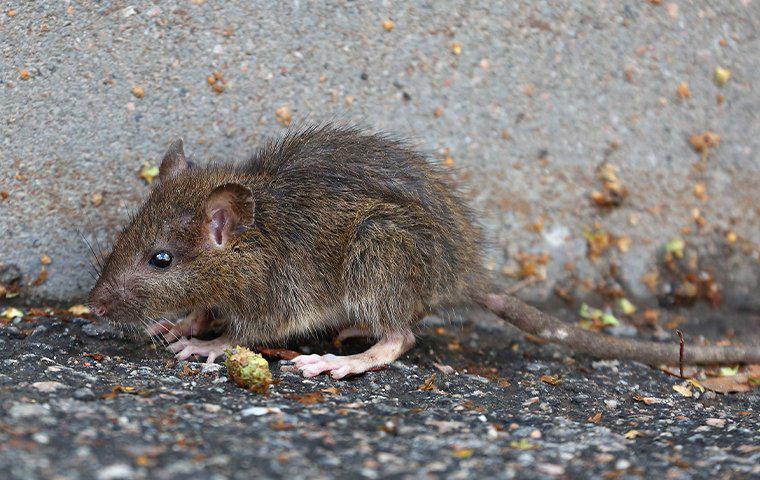 The Ultimate Guide To Rat Control: Effective Strategies For Your ...