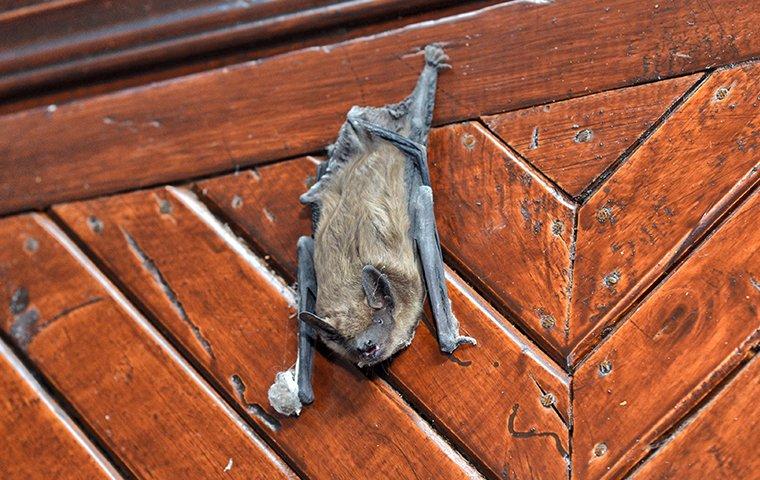 What Long Island Property Owners Ought To Know About Bat Control