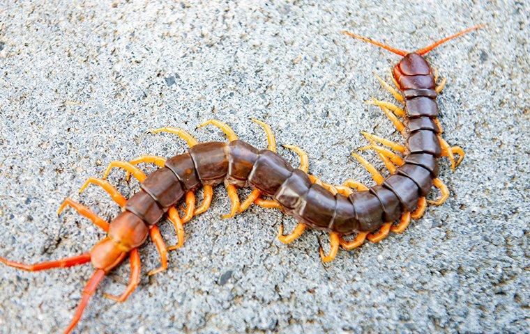 What Long Island Pest Professionals Want You To Know About Centipede ...