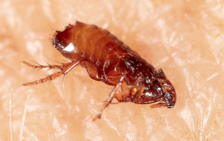 How To Keep The Fleas Out Of Your Westchester County Home