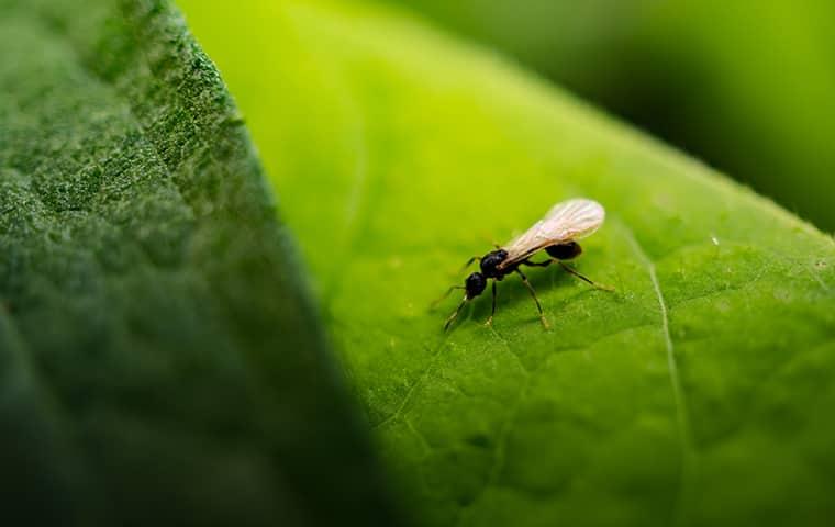 Flying carpenter ants store