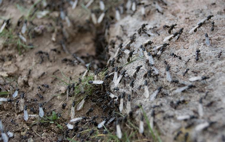 Flying Ants Vs. Swarming Termites: What You Need To Know