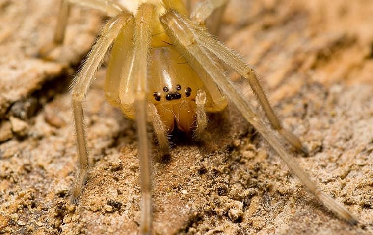 How Threatening Are The Spiders In New York?