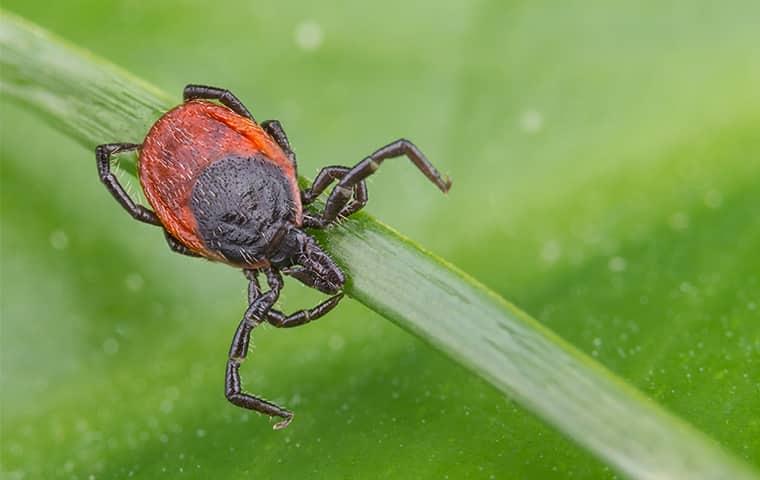How Tick Control Works