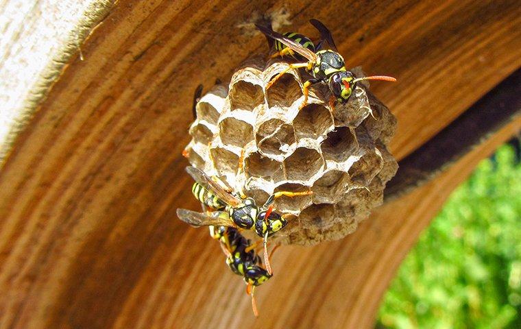 The Ultimate Guide To Effective Wasp Control For Westchester County ...
