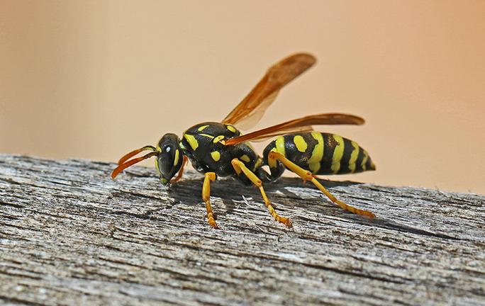 Long Island Homeowners' Complete Guide To Effective Wasp Control