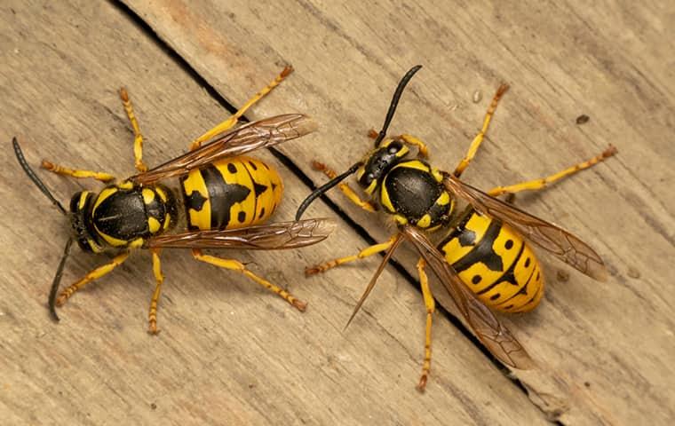 Q&A With Parkway: Types Of Stinging Insects