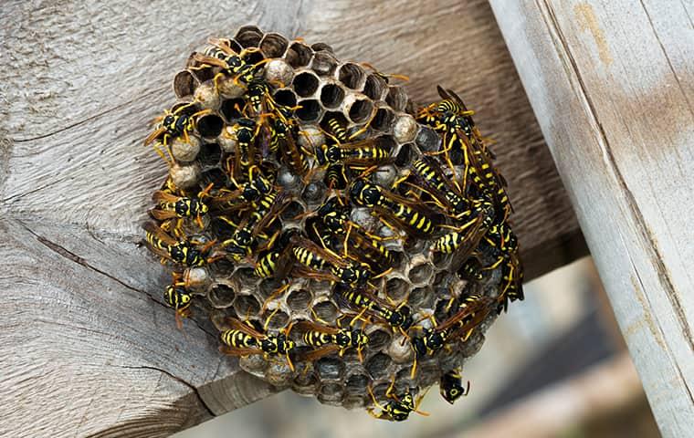 Yellow Jackets And Stinging Insects Are Still Active This Fall