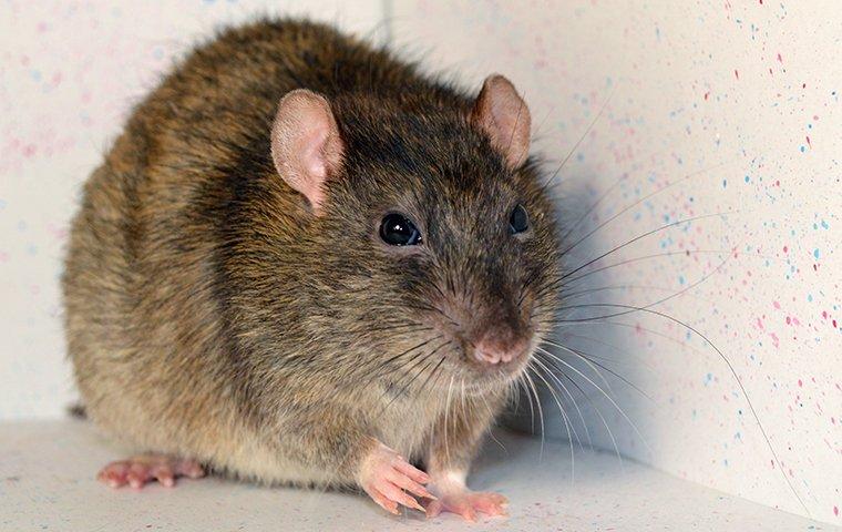 The Key To Getting Rid Of Rats Around Your Westchester County Home