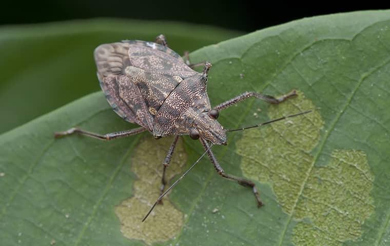 What You Should Know If You're Seeing Stink Bugs Around Your Long ...