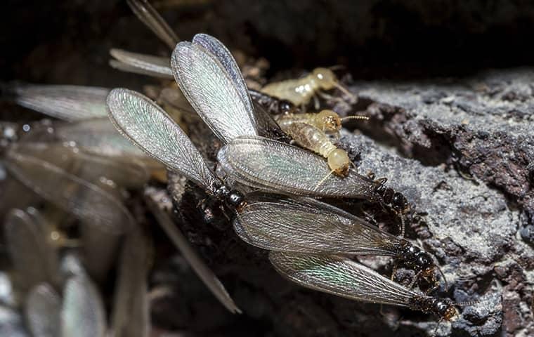 Why New York Residents Should Be On The Lookout For Swarming Termites