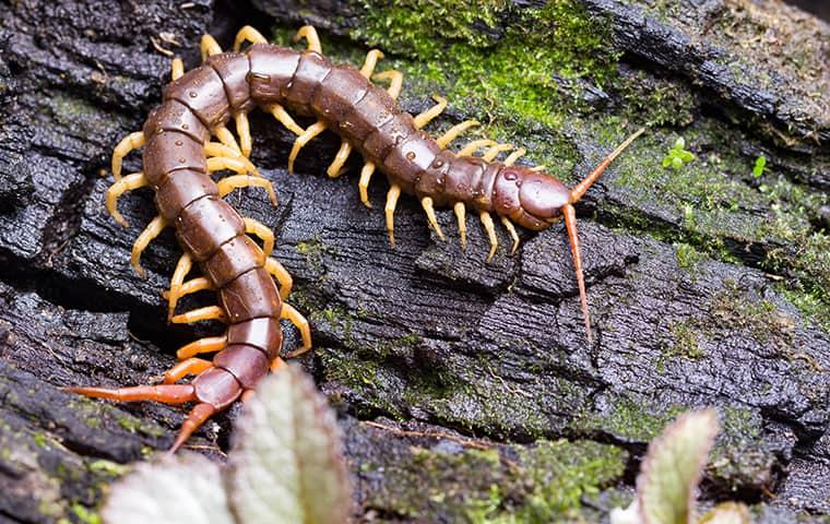 Centipedes Showing Up In New York