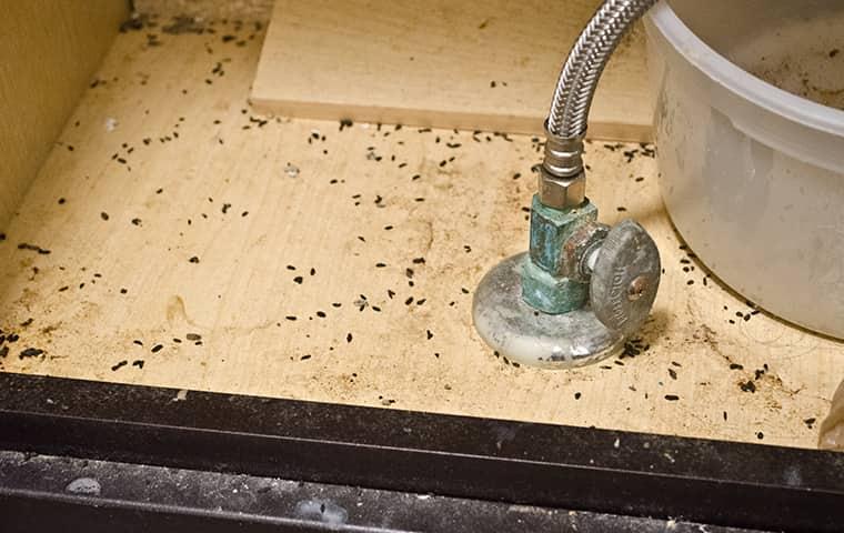 Do You Know The Signs Of A Mouse Infestation?