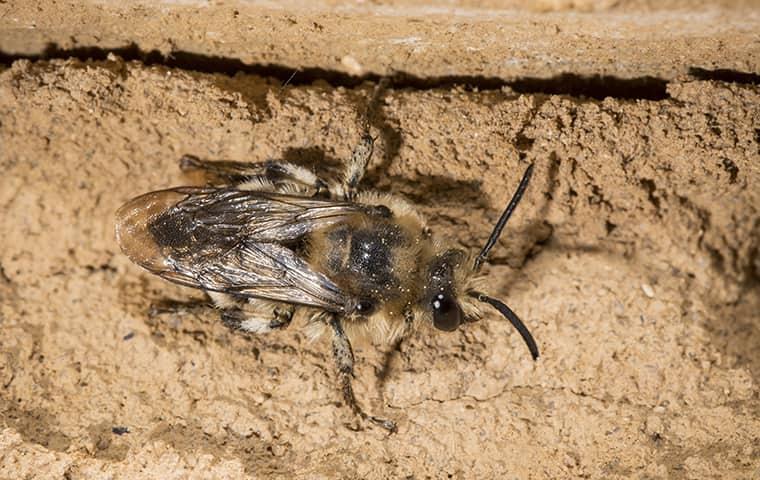 What You Should Know About Digger Bees
