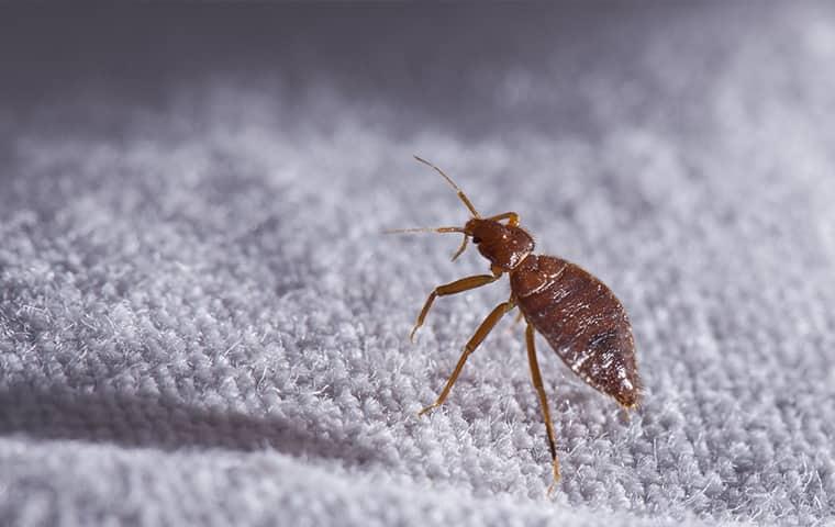 How To Prepare For The Return Of The Bed Bug Season In New York
