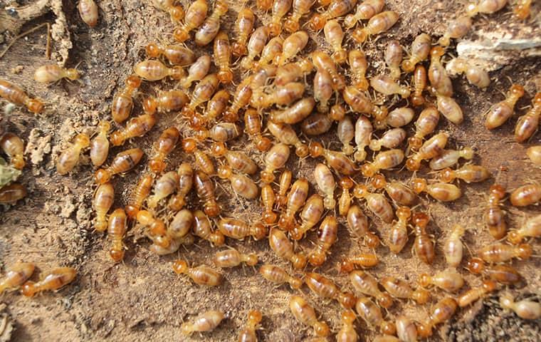 Spring Showers And Termite Swarms