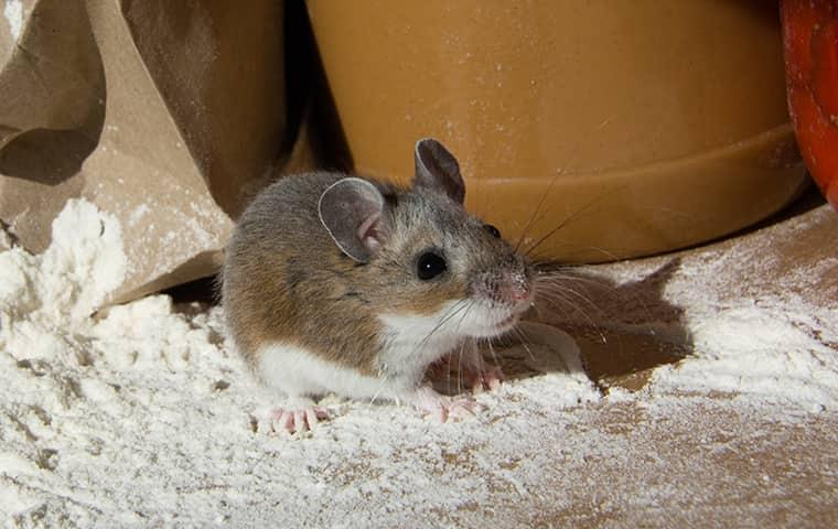 Why Mice Choose Our Homes