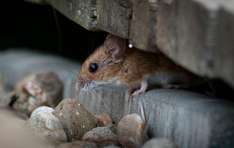 The Trick To Effective Mouse Control In Nassau County