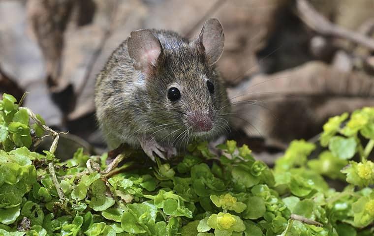 How To Prevent Spring Pests In Greenwich